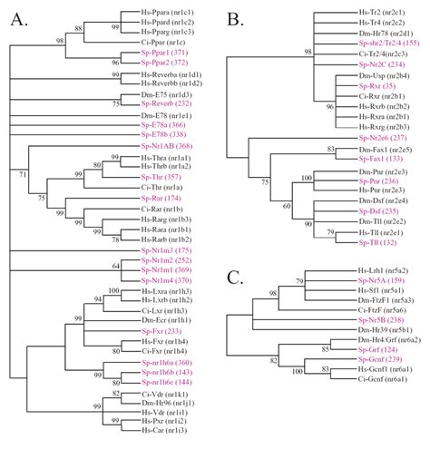 5 Nuclear Receptor Phylogeny Phylogenetic Trees Of Nuclear Receptor Download Scientific