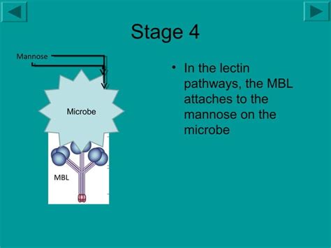 How Complement System Works Lectin Pathway Ppt Blood Disorders