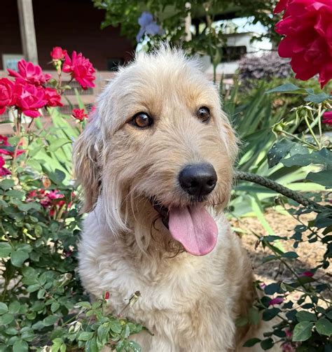 “horsing Around” Details And Photos Red Barn Doodle Farm