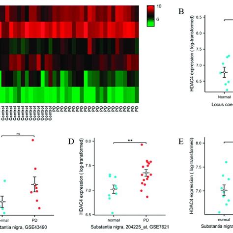 Hdac4 Was Highly Expressed In Pd Brain Tissues A Gene Expression