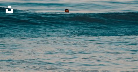 서핑 보드를 타고 바다에서 수영하는 사람 사진 Unsplash의 무료 산타모니카 이미지