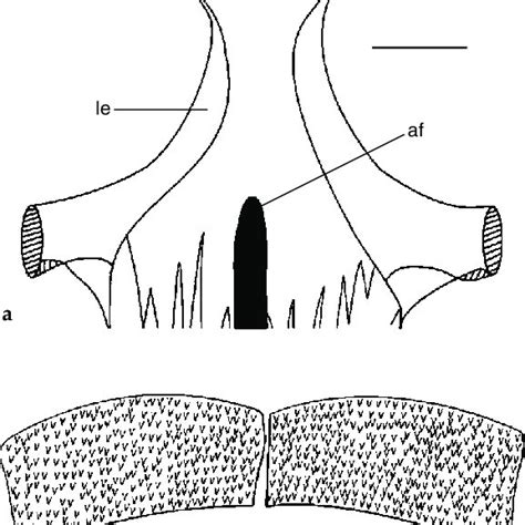Liobagrus Styani Ihb 2009iv006 876 Mm Sl A Dorsal View Of