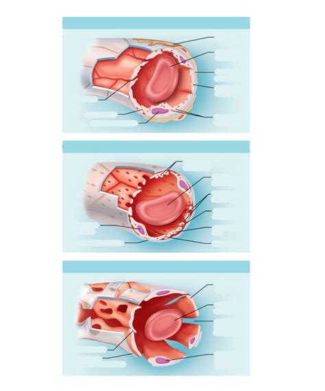 Capillary Structure Diagram Quizlet