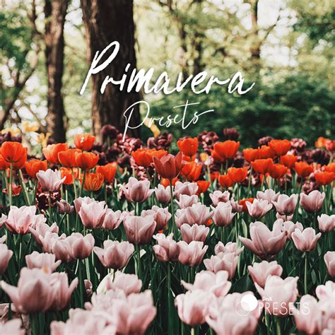 Primavera Devx Presets