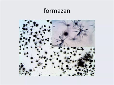 Vital Staining Ppt Notes Pptx