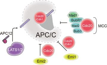 Regulation Of APC C Activity The APC C Activity Is Governed By Download Scientific Diagram