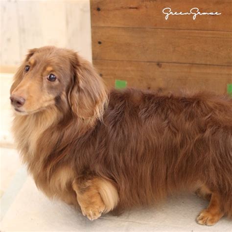 シャンプー de 里帰り グリーングレイスミニチュアダックス専門犬舎 至福の肉球