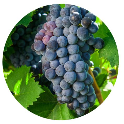 Bioinoculant Relevance Smart Microbes