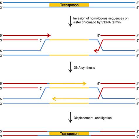 Models Of Replicative Transposition A After Replication The Download Scientific Diagram