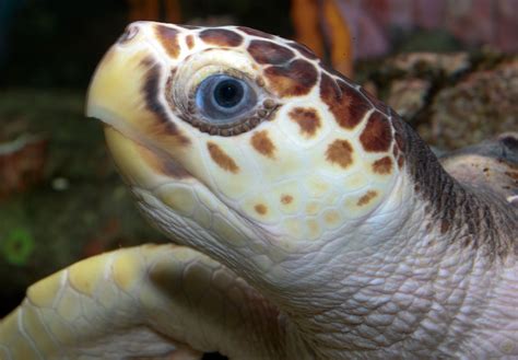 Characteristics Of The Loggerhead Turtle Or Caretta Caretta