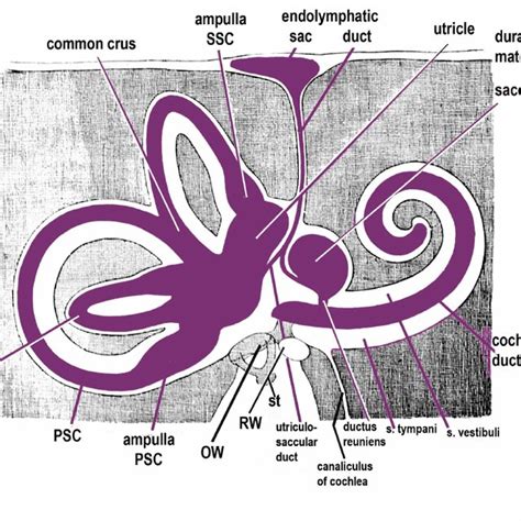 Pdf Mammalian Cochlear Dissection