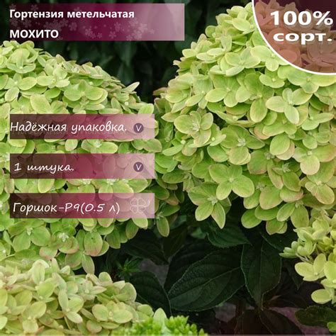 Гортензия метельчатая Мохито купить на OZON по низкой цене (1690724517)