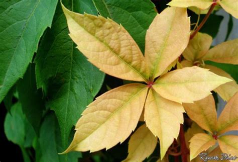 الرافـــعي تجلت علي القوة التي تحول الشعاع إلى ظل ، والهواء إلى نسيم