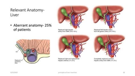 Surgical Anatomy Of Liver Pancreas Biliary Tree And Principle Of