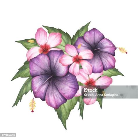 분홍색 히비스커스 꽃을 놓고 흰 배경에 고립 된 나뭇잎을 남긴다 디자인을 위한 수채화 손으로 그린 식물 그림 하와이 문화에 대한 스톡 벡터 아트 및 기타 이미지 Istock