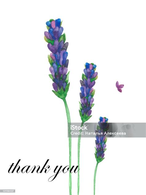 수채화 손 그린 자연 꽃 구성 녹색 줄기에 보라색 라벤더 꽃 꽃과 꽃잎은 인사말 카드에 대한 감사 텍스트와 흰색 배경에 고립 감사에 대한 스톡 벡터 아트 및 기타 이미지