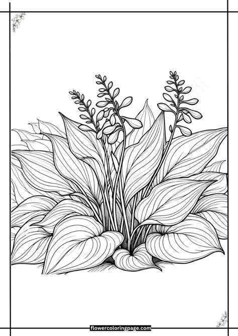 Free Hosta Coloring Pages Printable Pdf Flower Coloring Page