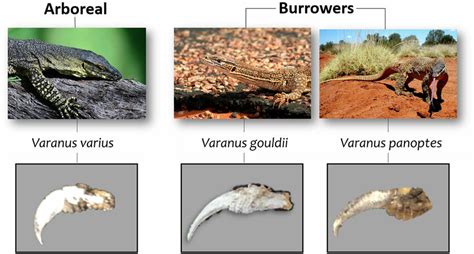 Pictures Of V Varius V Gouldii And V Panoptes And Their Claws