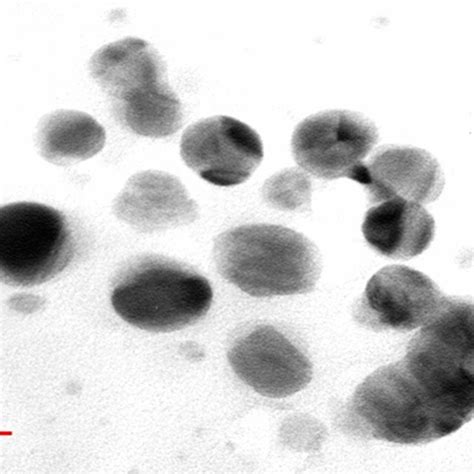 Water Nucleate Pool Boiling On The Nano Coated Copper Foam Covers At Download Scientific