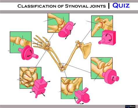 classification of synovial joints quiz