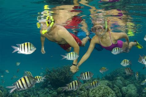 Bahamas Cruise Excursions Nassau Ultimate Snorkeling Adventure 99us