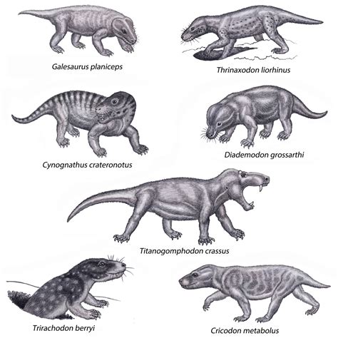 Triassic Cynodonts Part One By Willemsvdmerwe On Deviantart