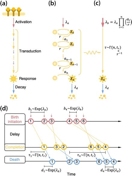 systematic inference identifies major source of heterogeneity in cell