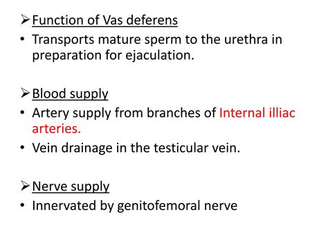 Anatomy And Physiology Of The Internal Male Reproductive Organspptx