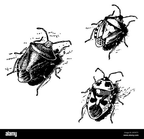 Shield Bugs Isolated On White Stock Vector Image And Art Alamy