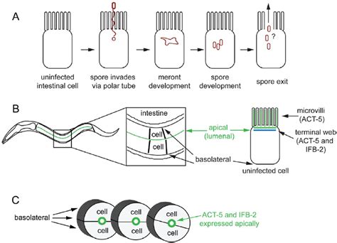Microsporidian Lifecycle And Anatomy Of C Elegans Intestinal Cells Download Scientific