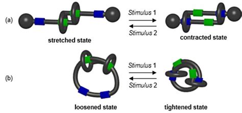 Supramolecular Self Sorting A Route To Sophisticated Multi Interlocked Molecular Muscles