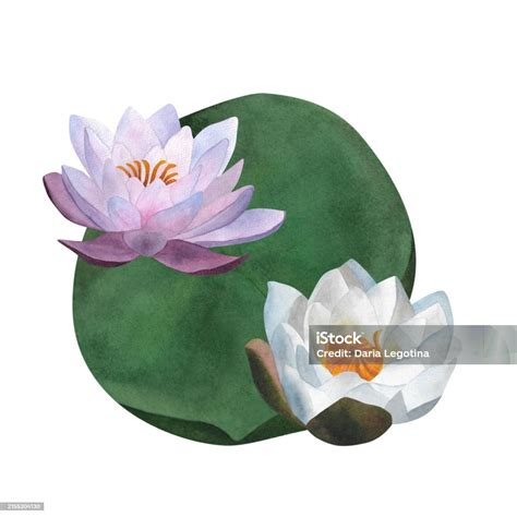 수채화 화이트 바이올렛 수련 녹색 잎 엽서 포스터 스파 요가 로고 초대장 여성의 날 2025 미용실 생일 식물 합성 봄 여름 꽃에 대한 섬세한 꽃 그림 0명에 대한 스톡