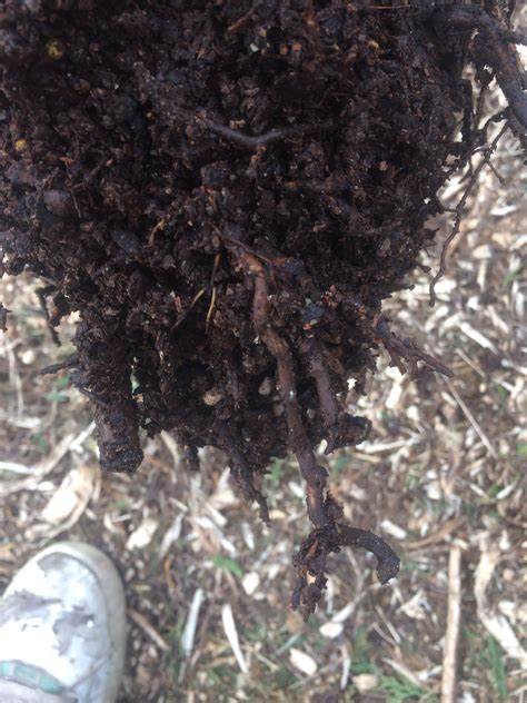 Forum Possible Root Rot In Avocado Seedling
