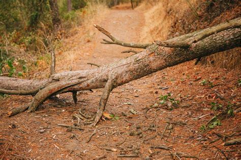 Identifying Tree Hazards To Prevent Emergency Situations Treescape Company