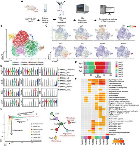 Scrna Seq Of Tams In Mmtv Pymt Tumors Reveals Three Distinct Download Scientific Diagram