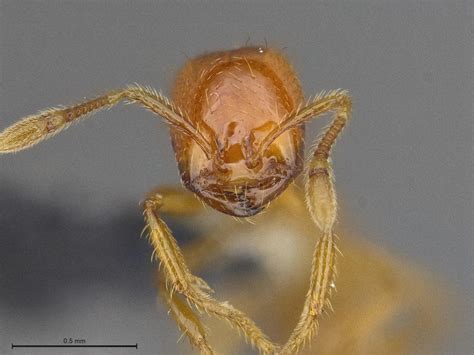 I Discovered A New Ant Species General Anting Ants And Myrmecology Forum