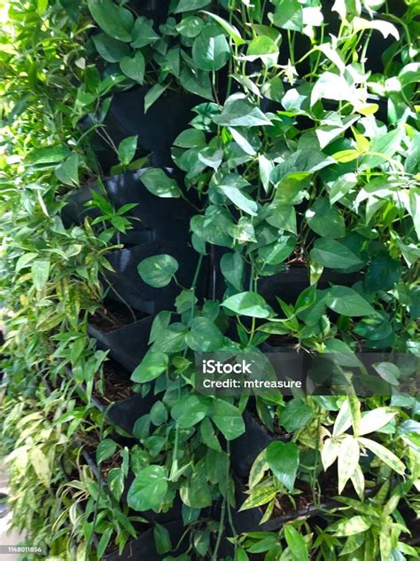 열 대 관 엽 식물열 대 단풍과 관개 시스템 사진 플라스틱 화분 및 쓰루를 사용 하 여 만든 생활 벽의 이미지 후행 악마의 아이비 식물scindapsus 난쟁이 대나무 크로