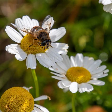 One Small Bee Like Fly Sits On A White Daisy Flower On A Summer Day