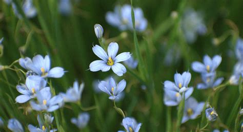 Blue Eyed Grass A Simple Native Plant Guide Seed Sheets
