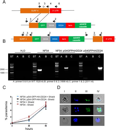Construction Of The Knockin Plasmids And Transfectant Clone