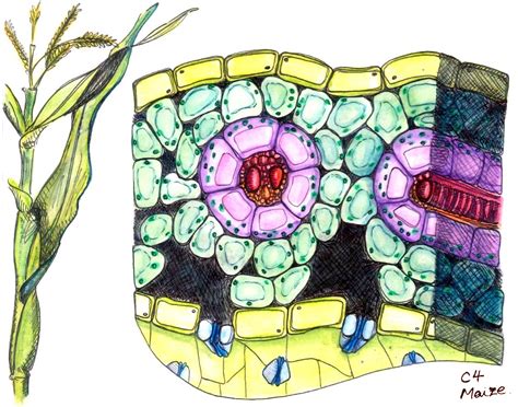 Shear Modulus Definition Formula Applications And Examples