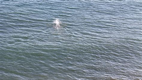 Swimmers Detection Object Detection Dataset By Bicp