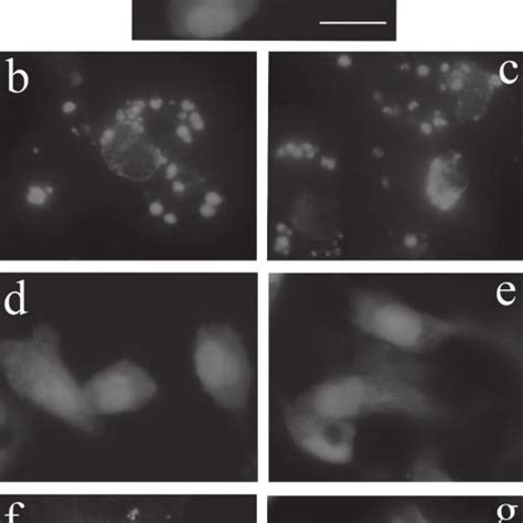 The Expression And Localization Of Chicken Mhc Class Ii α β And Download Scientific Diagram