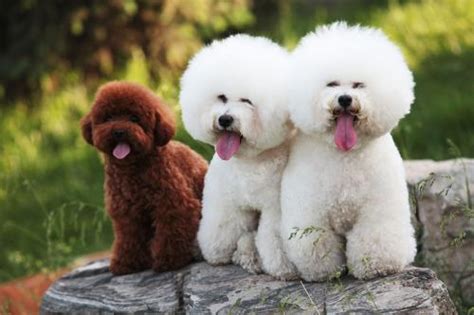 比熊犬和贵宾犬的十大区别，你还分不清吗？