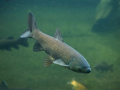 White House Orders Federal Action To Block Invasive Carp From Great