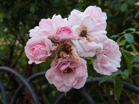 TCL 10L Review TechRadar