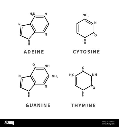 Cytosine Guanine