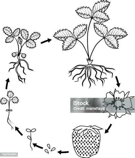 흰색 배경에 격리 된 딸기의 수명 주기와 색칠 페이지 잘 익은 열매와 딸기 식물에 씨앗에서 식물 성장 단계 딸기에 대한 스톡