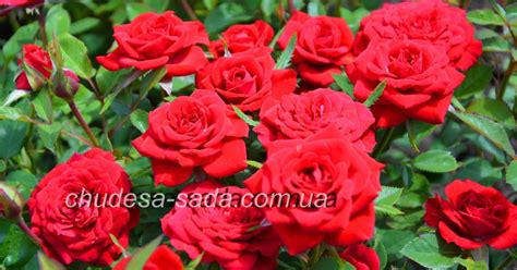 Роза Ред Макарена | Чудеса Саду — Саджанці та добрива
