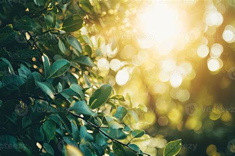 Sunlight Filtering Through Tree Leaves 48251118 Stock Photo At Vecteezy